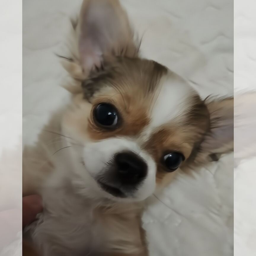 Чихуахуа, щенок