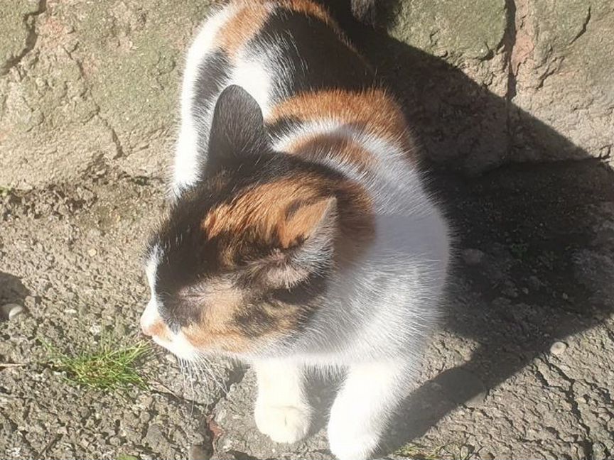 Яркая трехцветная кошечка