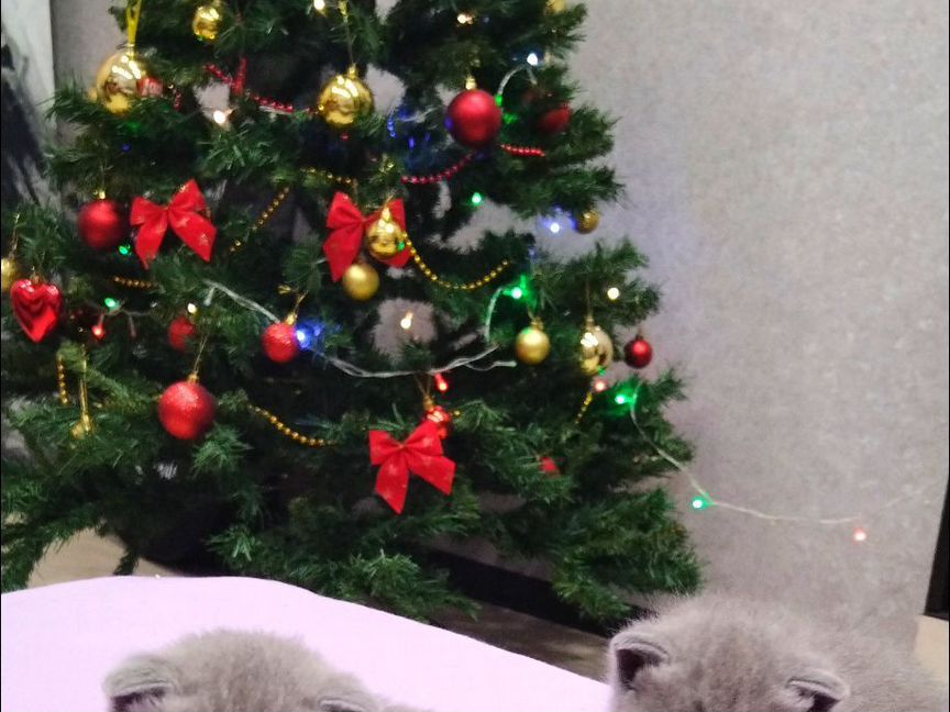 Шотландские котята