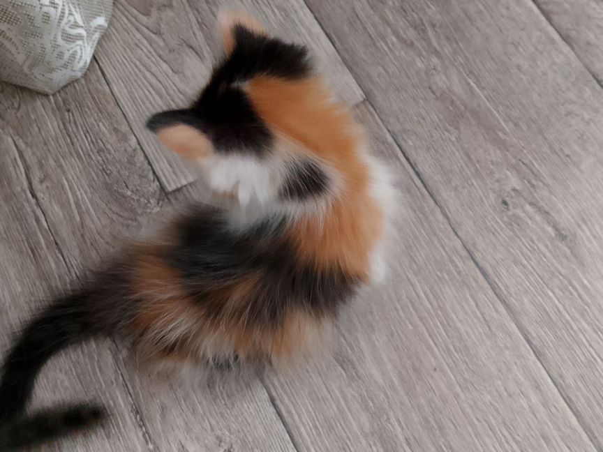 Кошки котята трехцветные