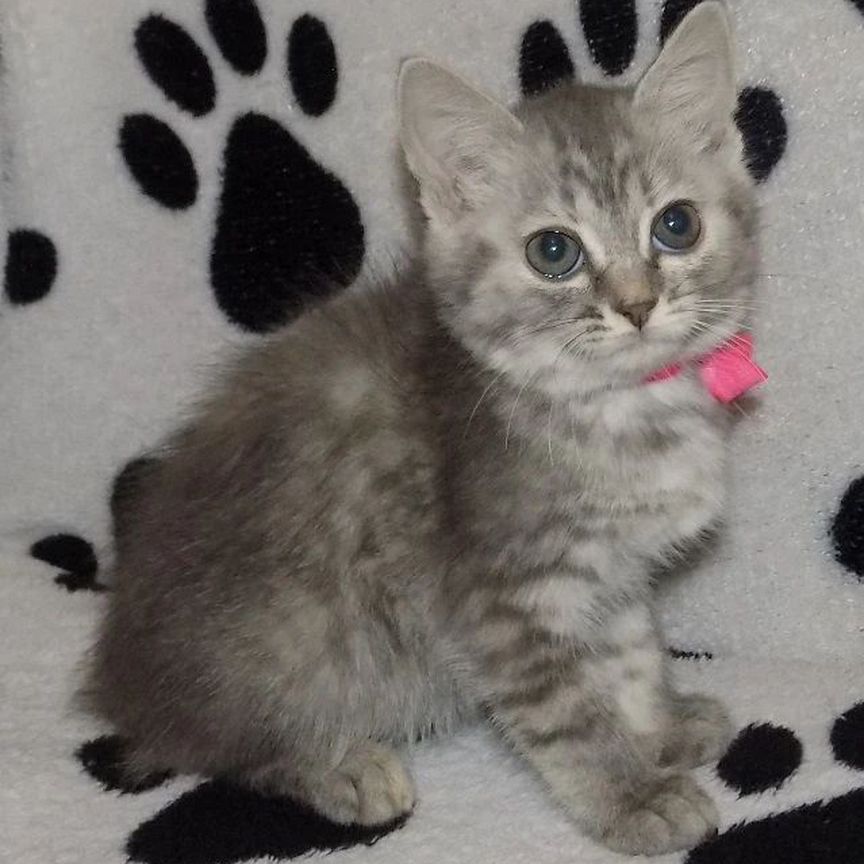 Шотландский прямоухий короткошёрстный котёнок