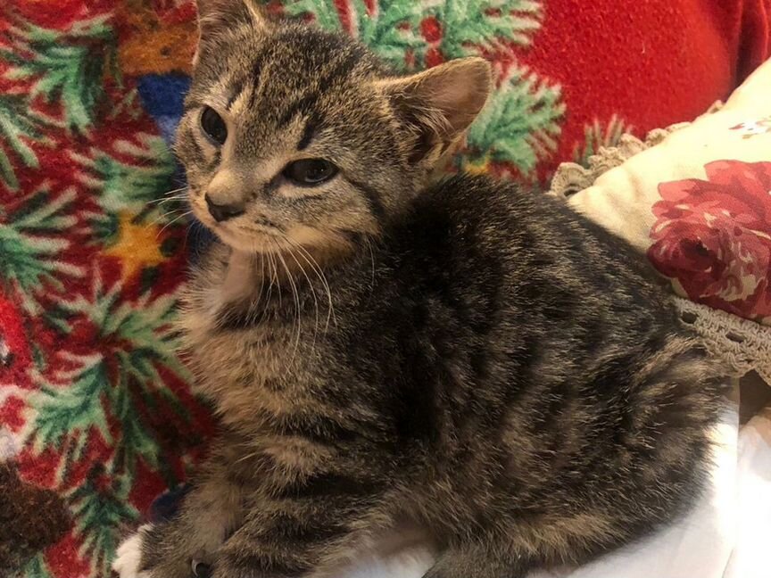 Котенок ищет дом