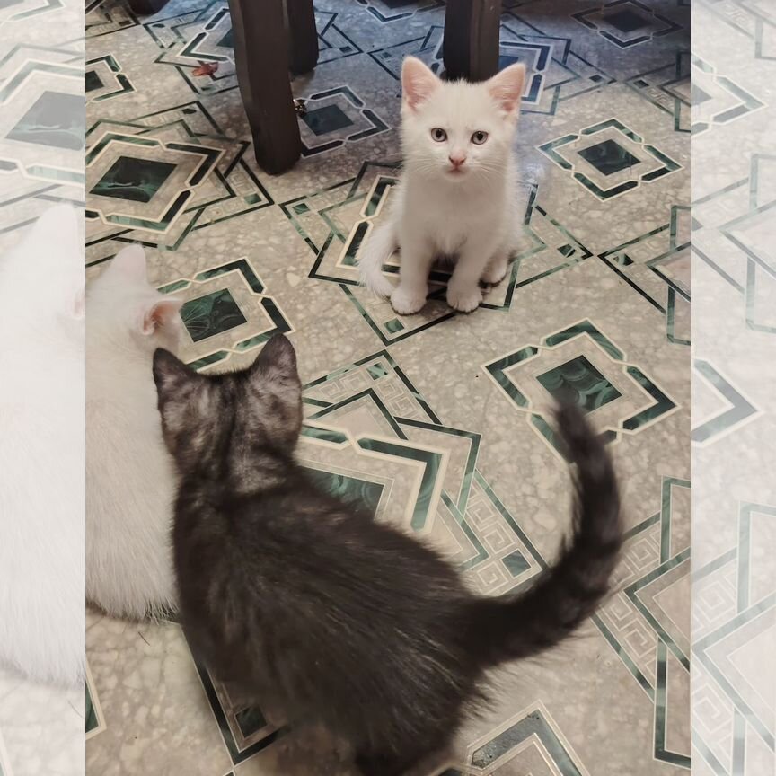 Котёнок в добрые руки