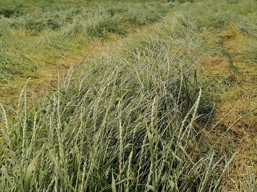 Сено в тюках