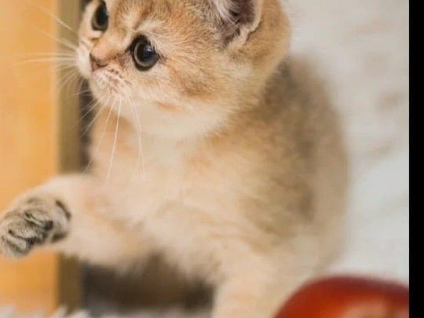 Британская золотая шиншилла девочка