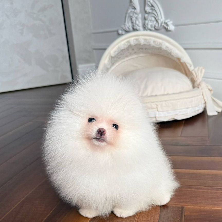 Померанский шпиц, щенок