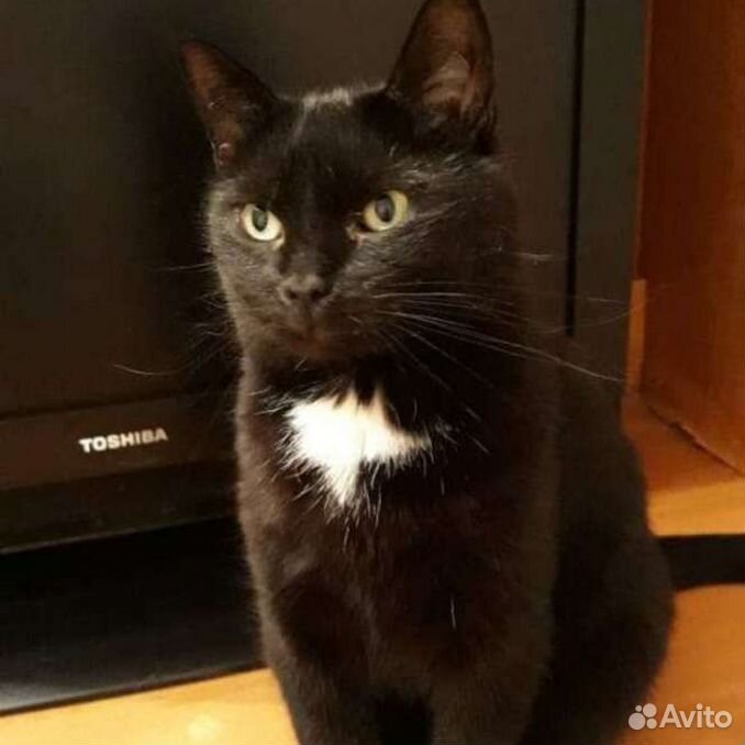 Кошка Багира в добрые руки