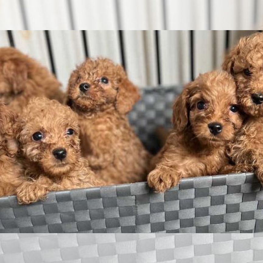 Той-пудель, щенок