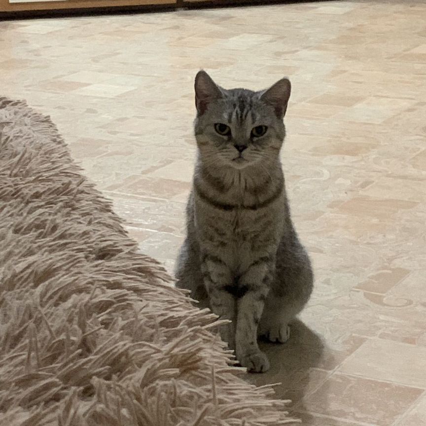 Шотландская кошка