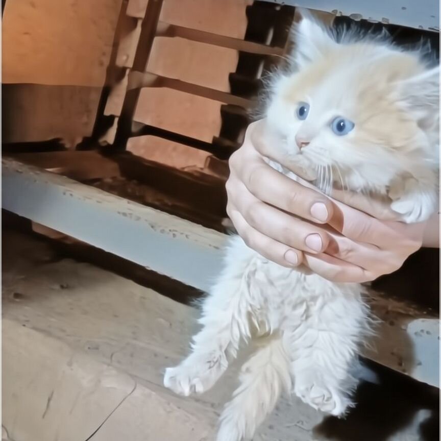 Котёнок в добрые руки