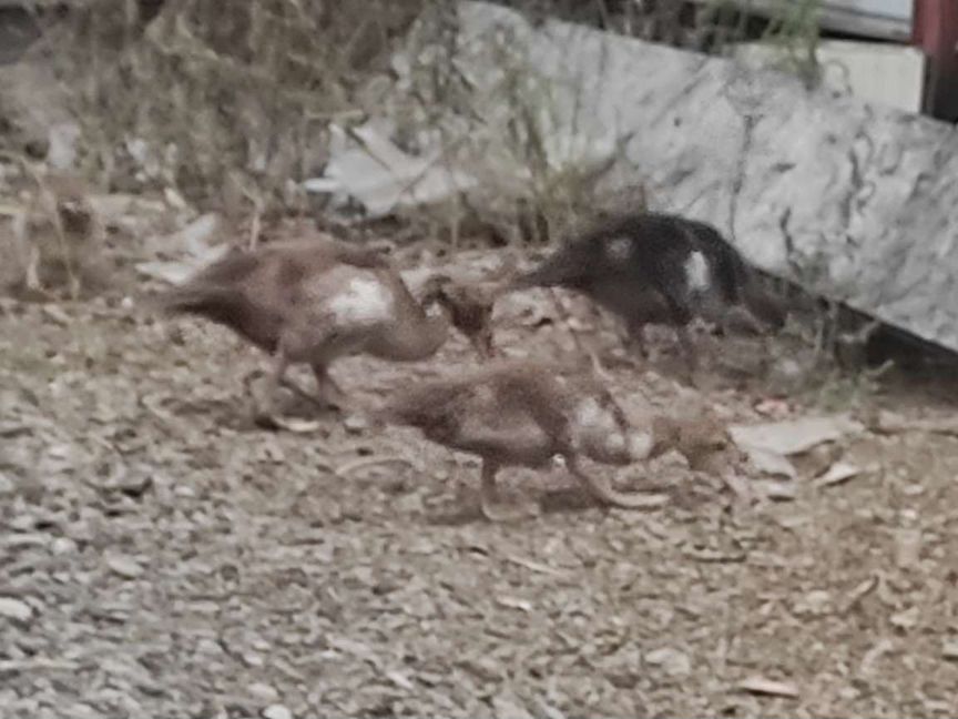 Утки, утята шипуны