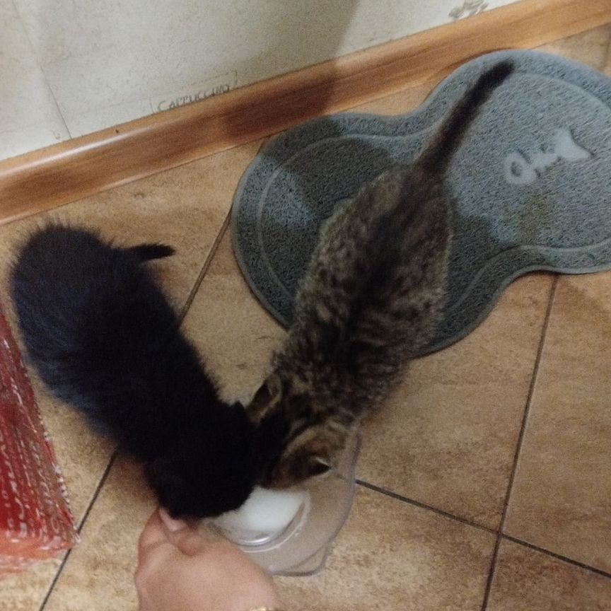 Котёнок в добрые руки