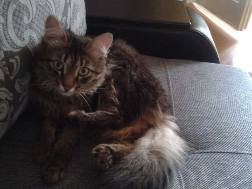 Кот-мышелов Филя