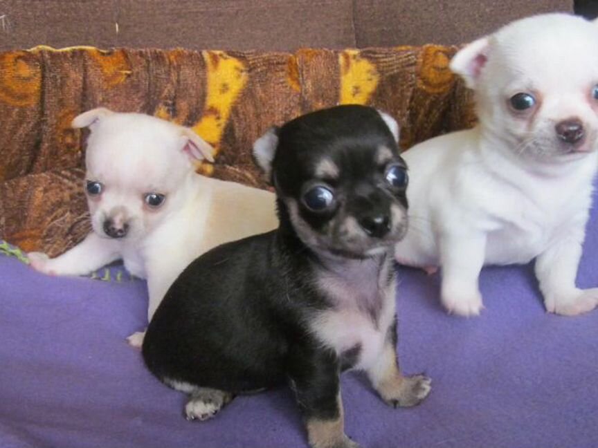 Чихуахуашечки милашечки