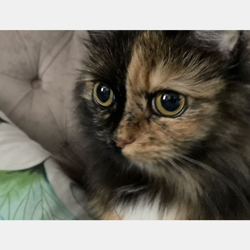 Кошка