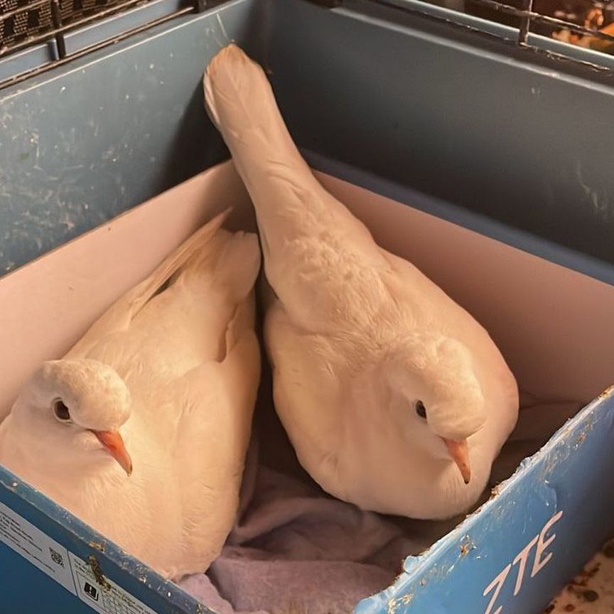 Смеющиеся горлицы (молодой самец)