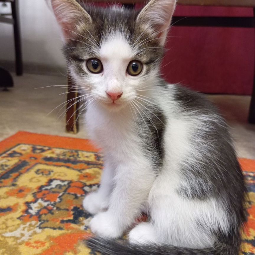 Котенок мальчик в добрые ручки