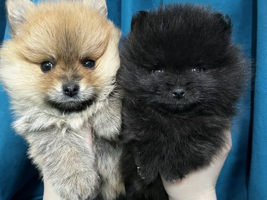 Померанский шпиц