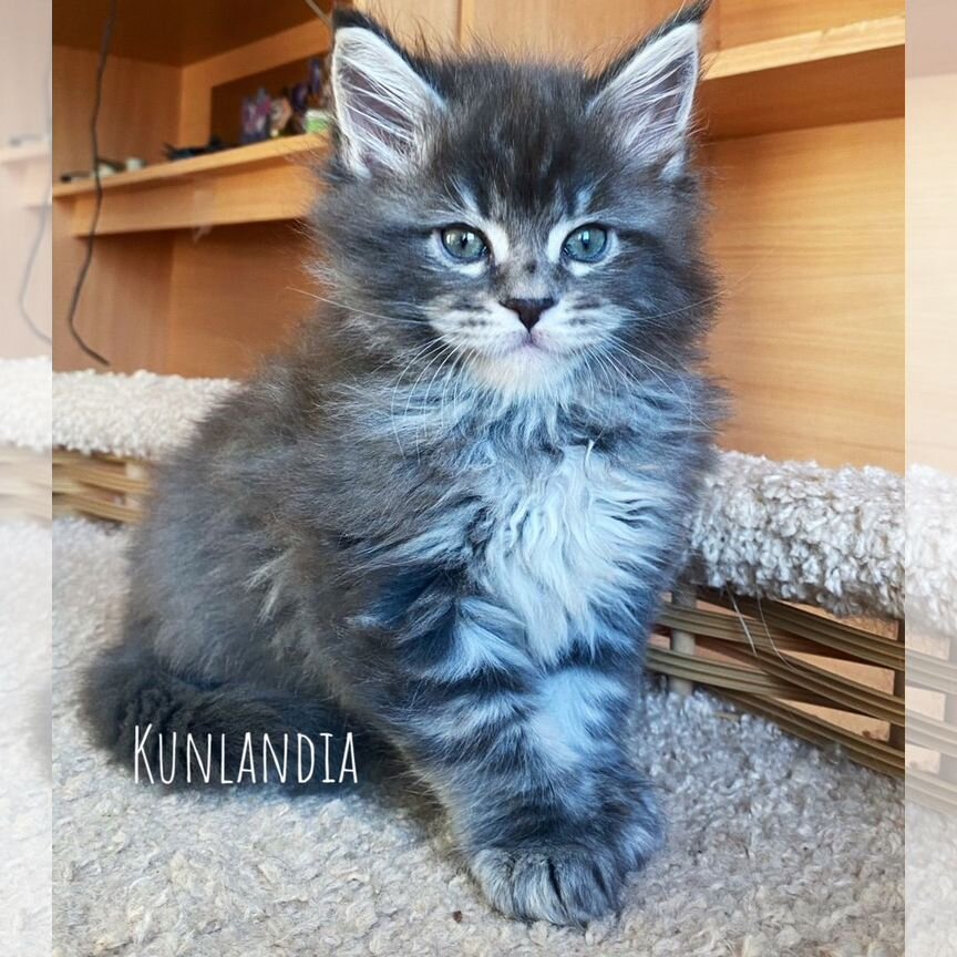 Мейн-кун котёнок