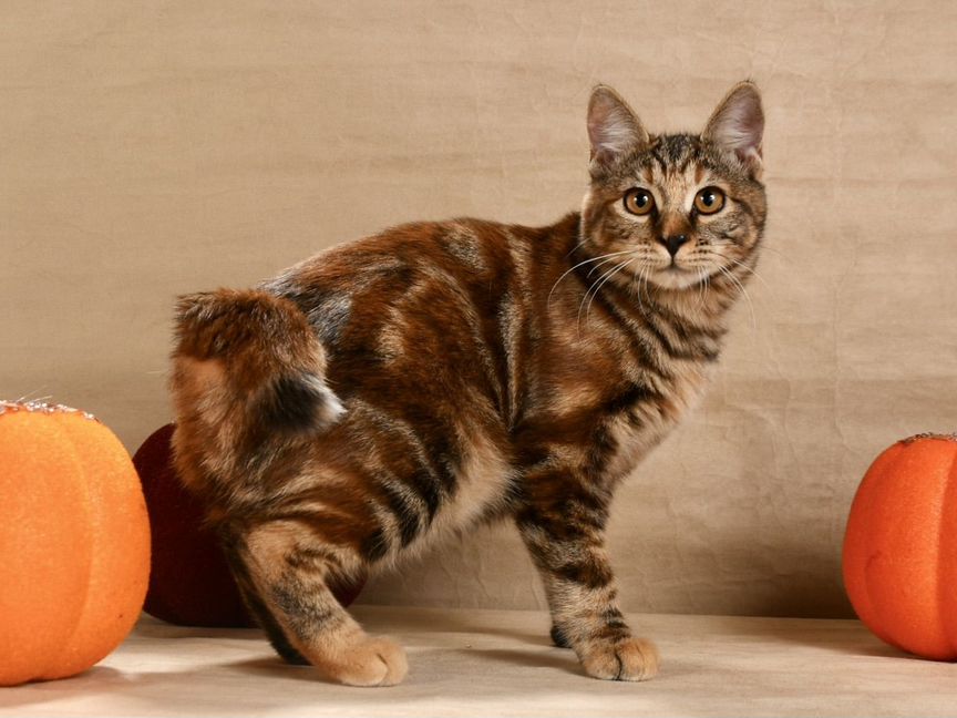 Мраморная короткошерстная кошечка