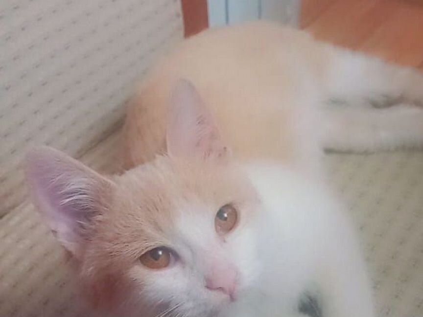 Кошка