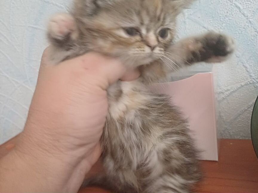 От мамы экзотки Бесподобно прелестный 3хцветныйко