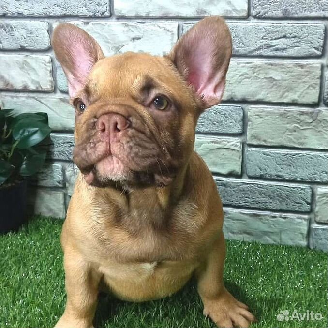 Потрясающий мальчик. Изабелла/bsbs