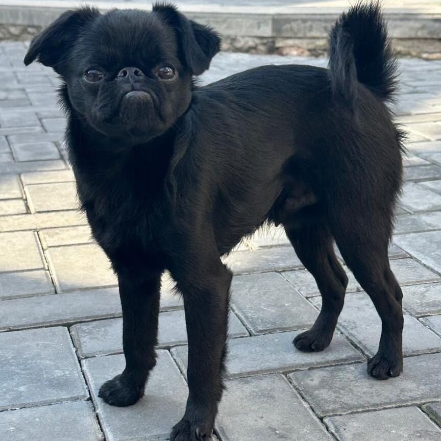 Щенок Пти брабансона