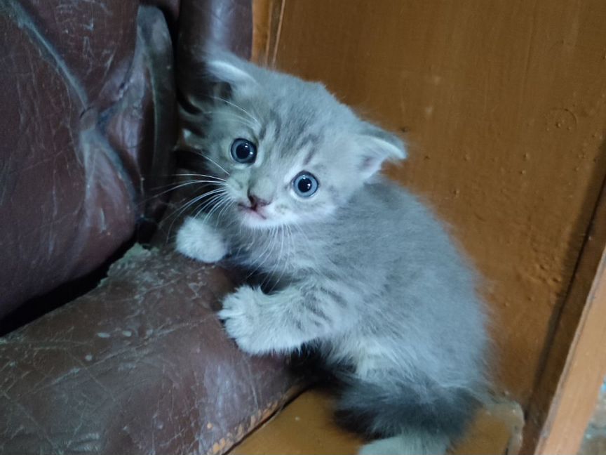 Котенок, мальчик