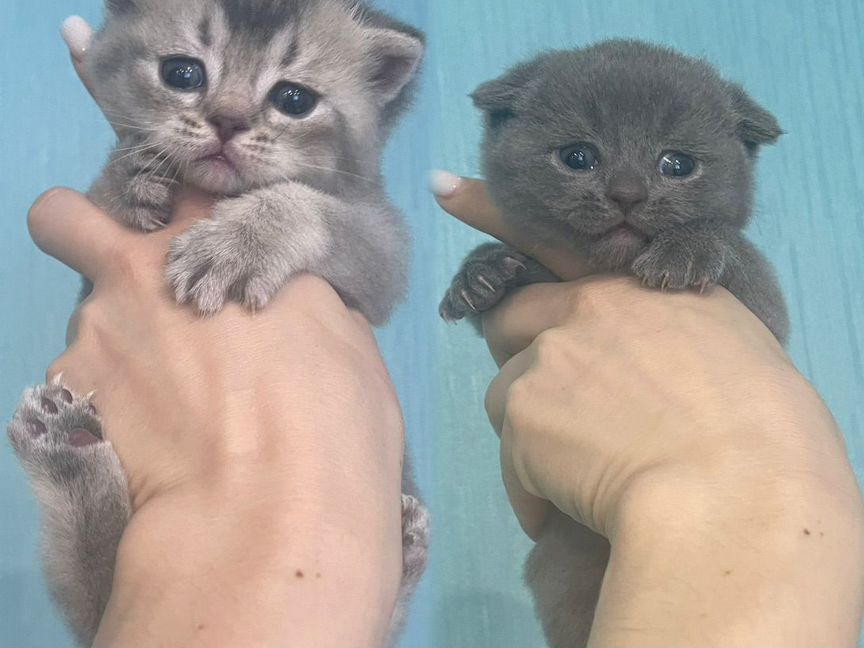 Шотландские котята