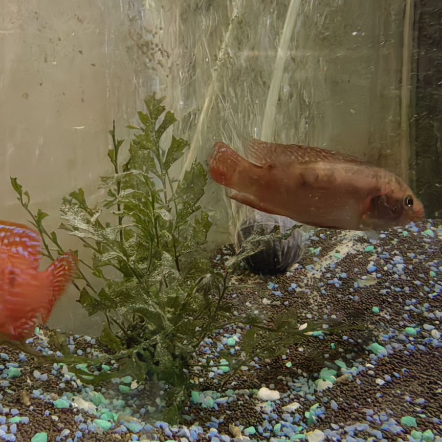 Продам 2 нерестящихся пары