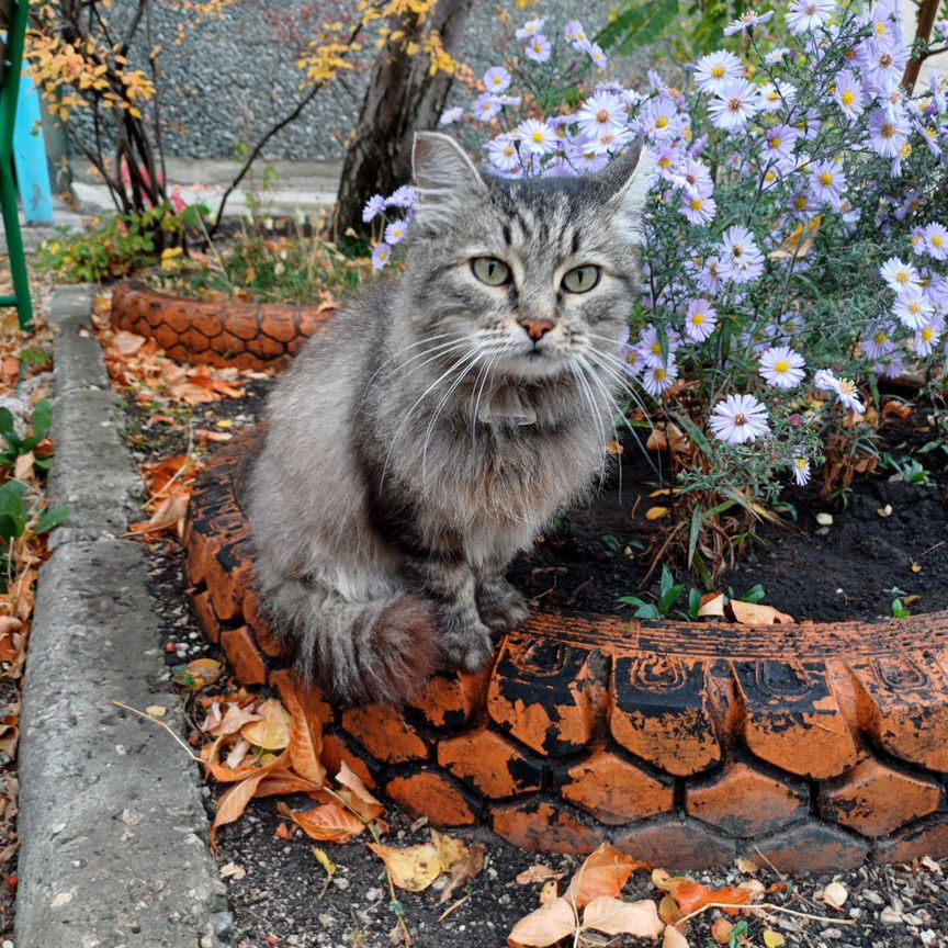 Кошка