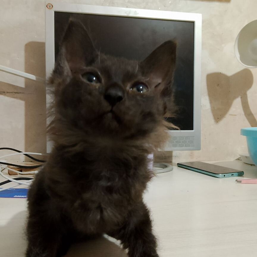 Отдам бесплатно котят