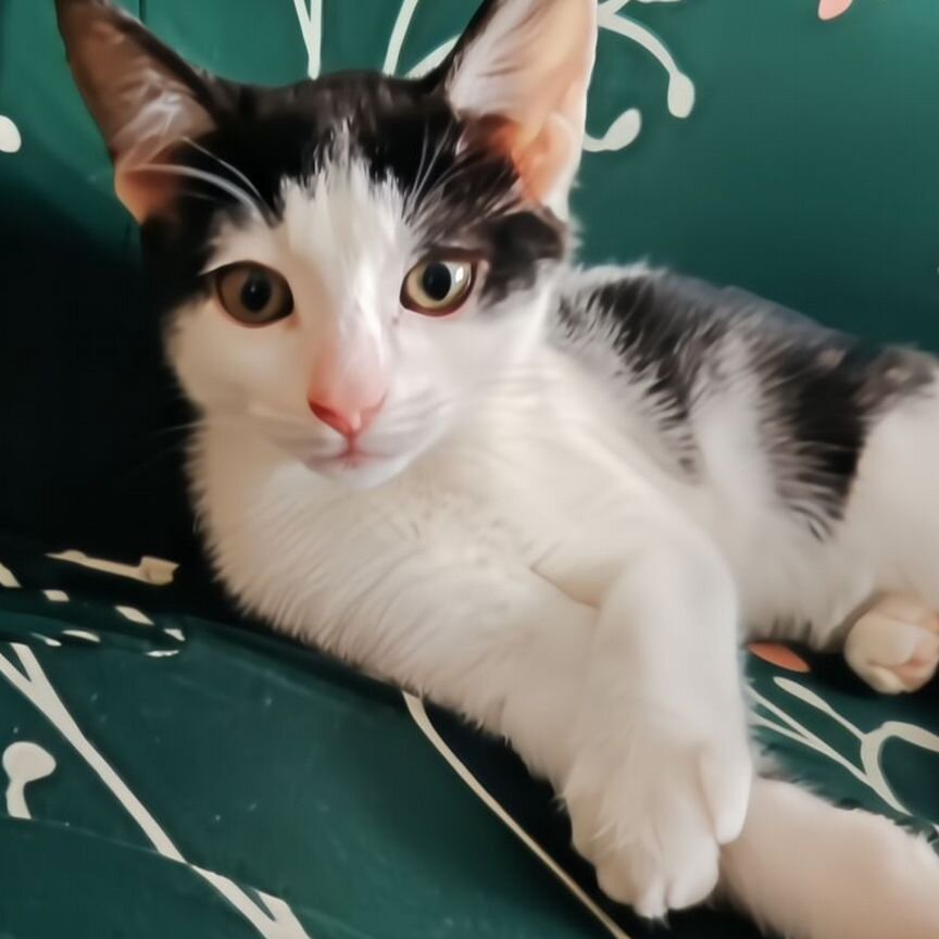 Котёнок в добрые руки