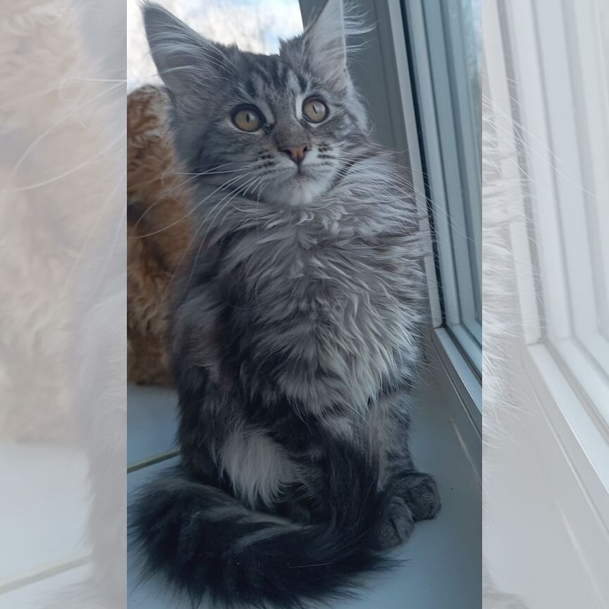 Котята мейн-кун