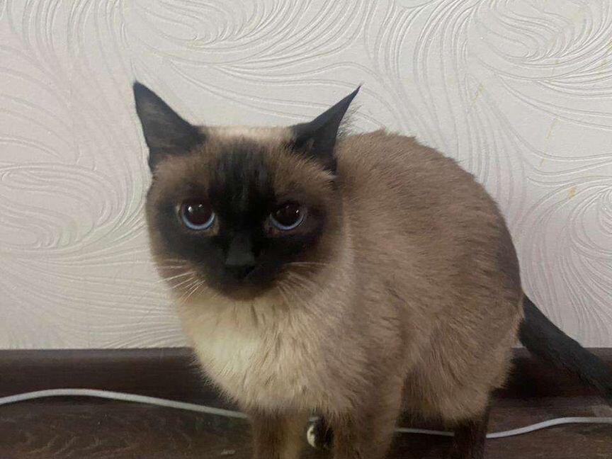 Сиамская кошка в дар