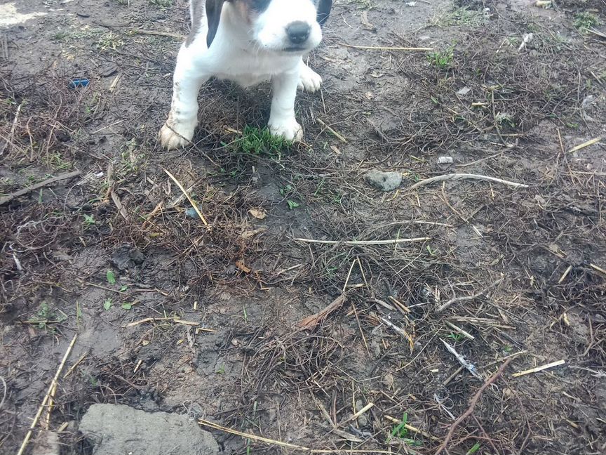 Эстонская гончая