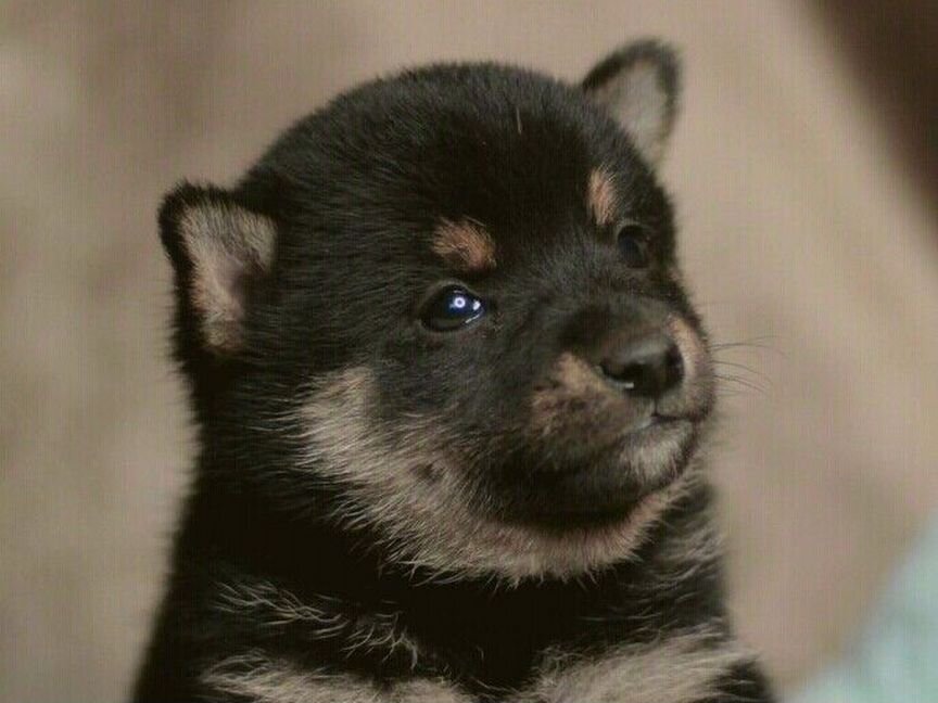 Сиба ину детки