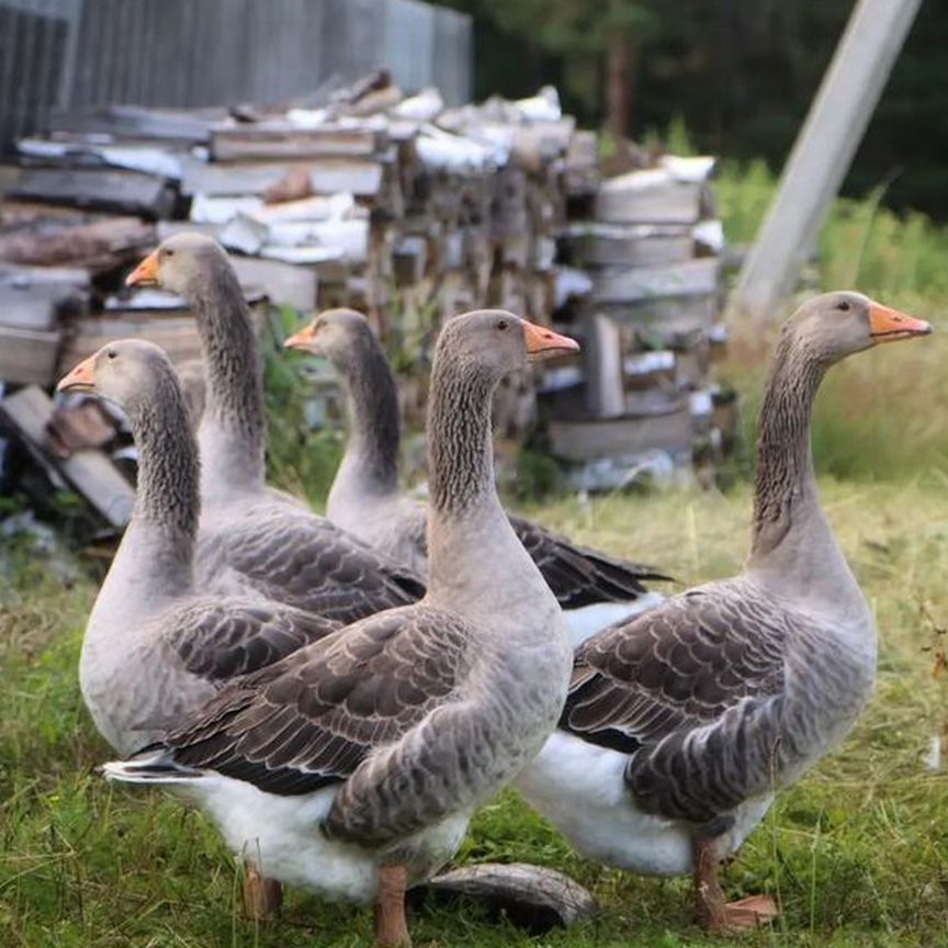 Крупные серые гуси