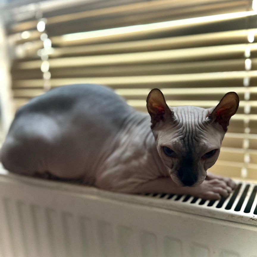 Эльфийский сфинкс