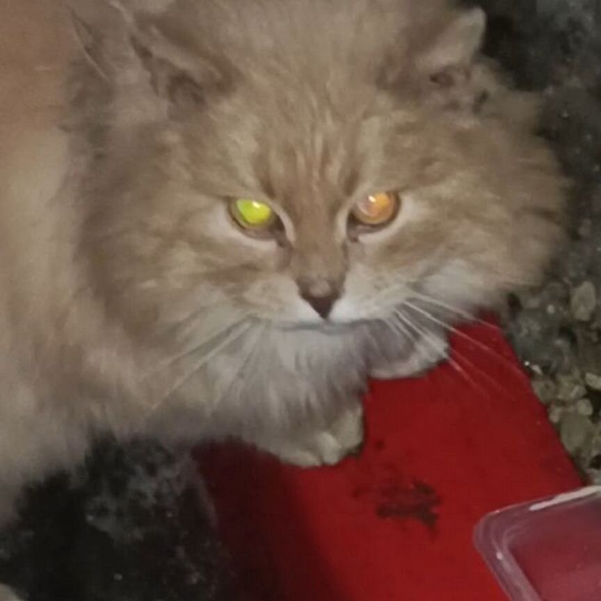 Кот в добрые руки