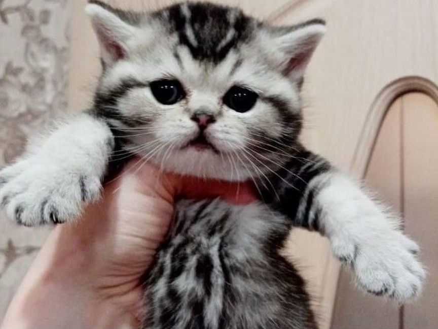 Шотландский пупс беби-фейс