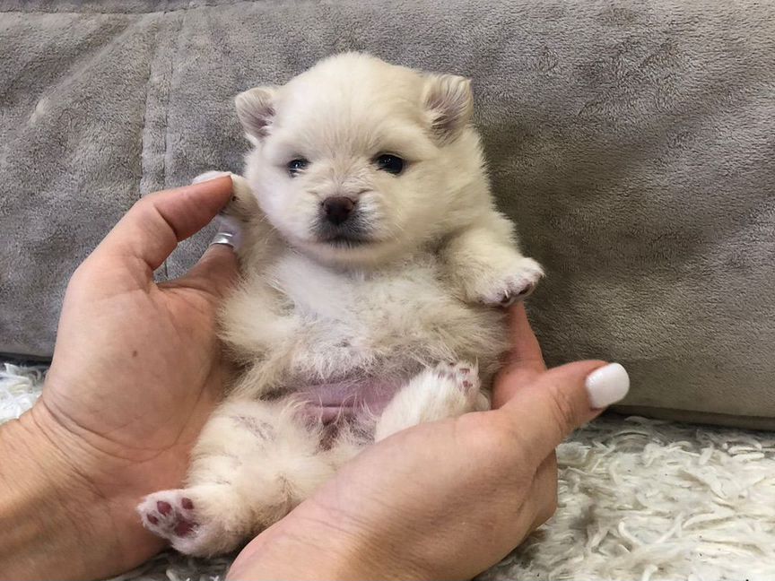 Маленькая собака шпиц