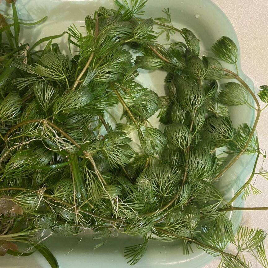 Аквариумное растение