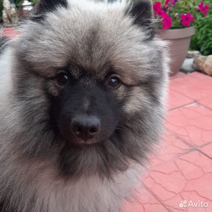 Вязка Кеесхонд Вольфшпиц