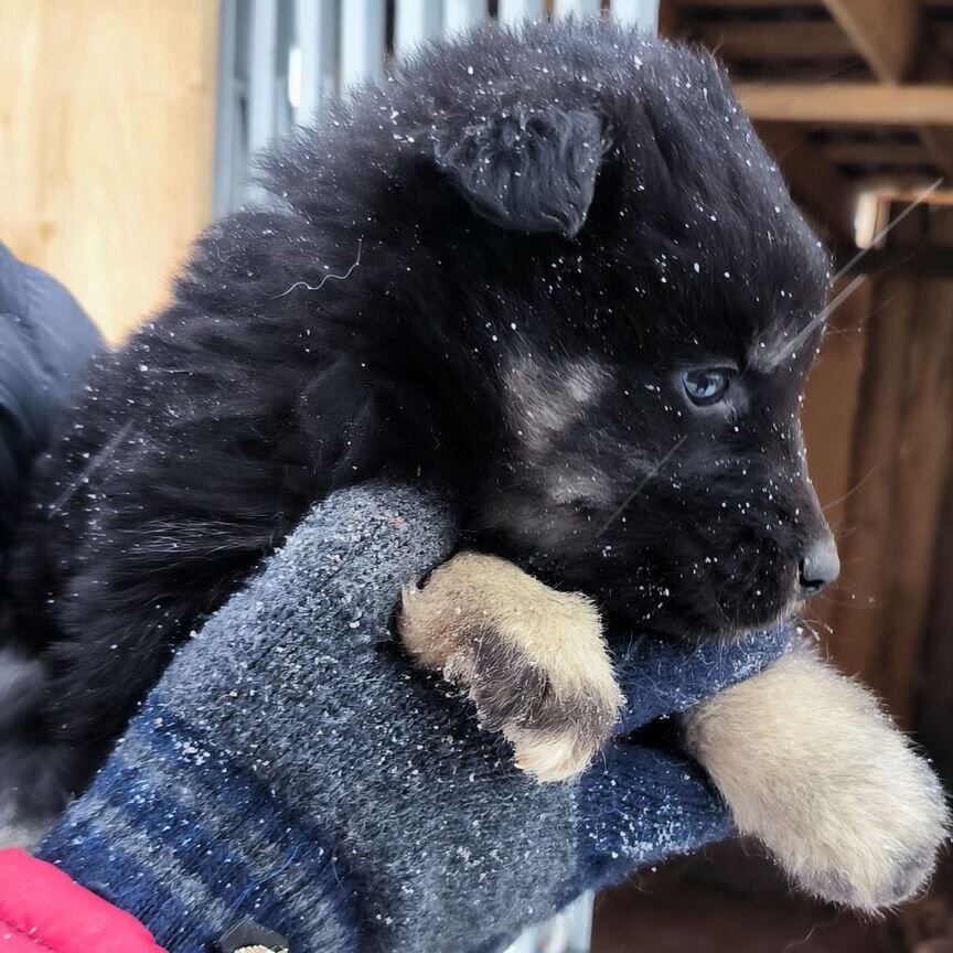 Сибирский хаски, щенок