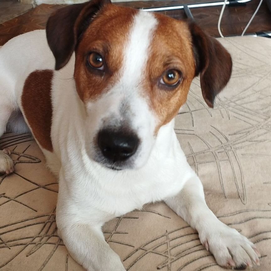 Ищем сучку для случки