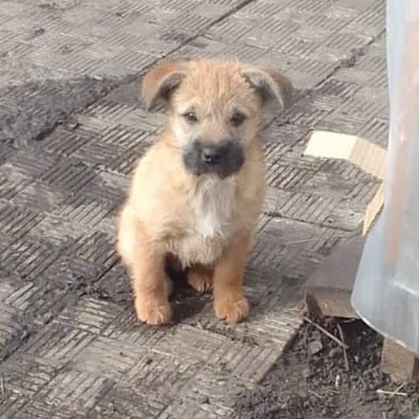 Щенок в добрые руки