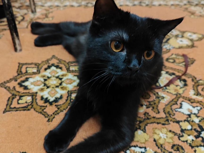 Молодой черный котик в добрые руки