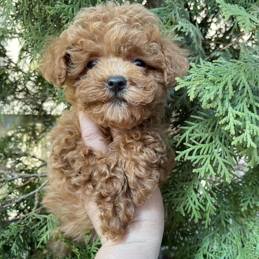 Мальтипу, щенок